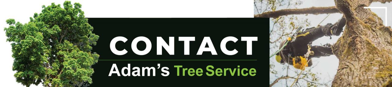 Best Tree Service in Visalia, CA - Adam's Tree Service