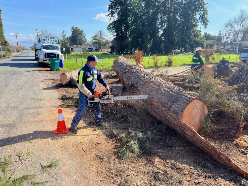Tree Service Visalia | Tree Removal & Trimming - Adam's Tree Service