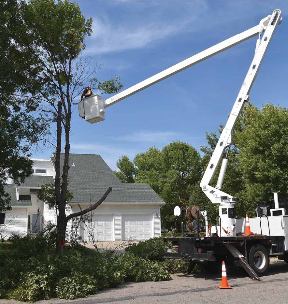 Tree Service Visalia | Tree Removal & Trimming - Adam's Tree Service